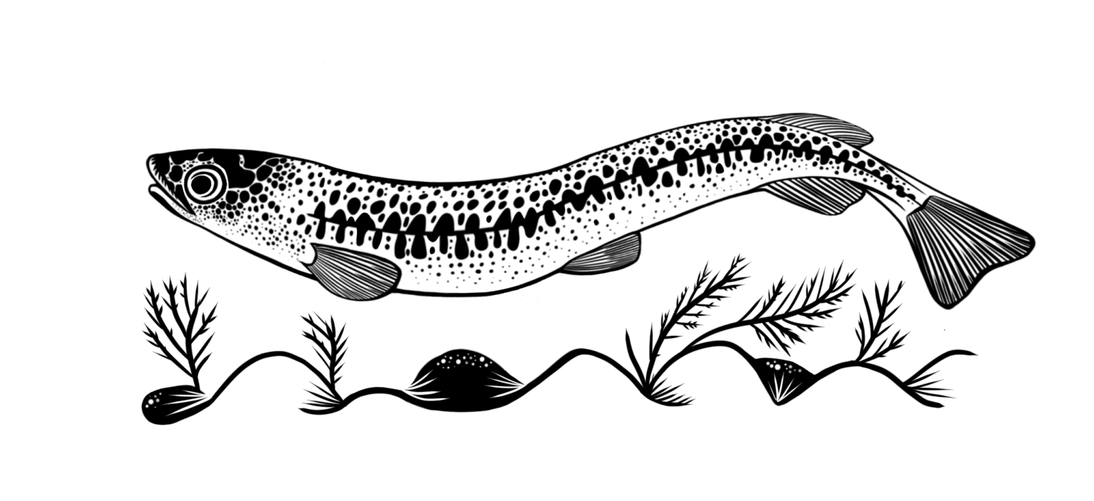 Destino Puyehue – Explora la Belleza de Chile